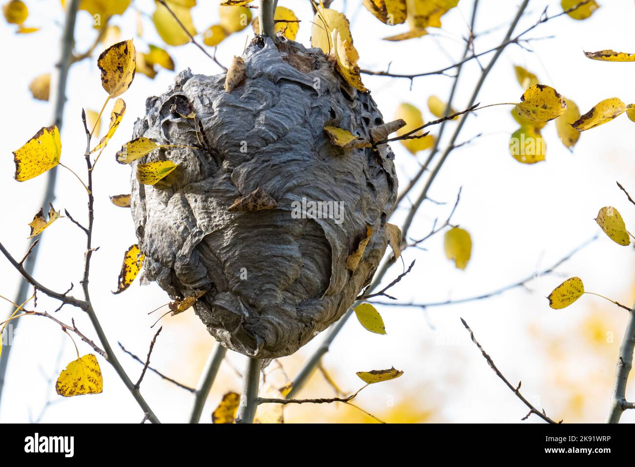 Wildpoplar hi-res stock photography and images - Alamy