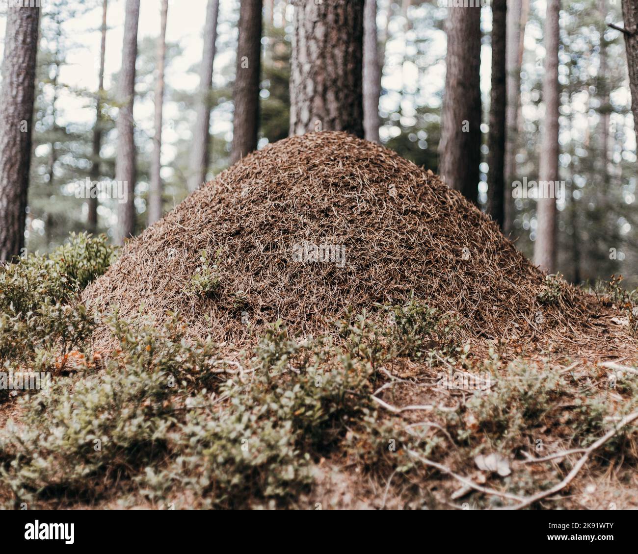 A big anthill in the forest with trees in the background Stock Photo ...