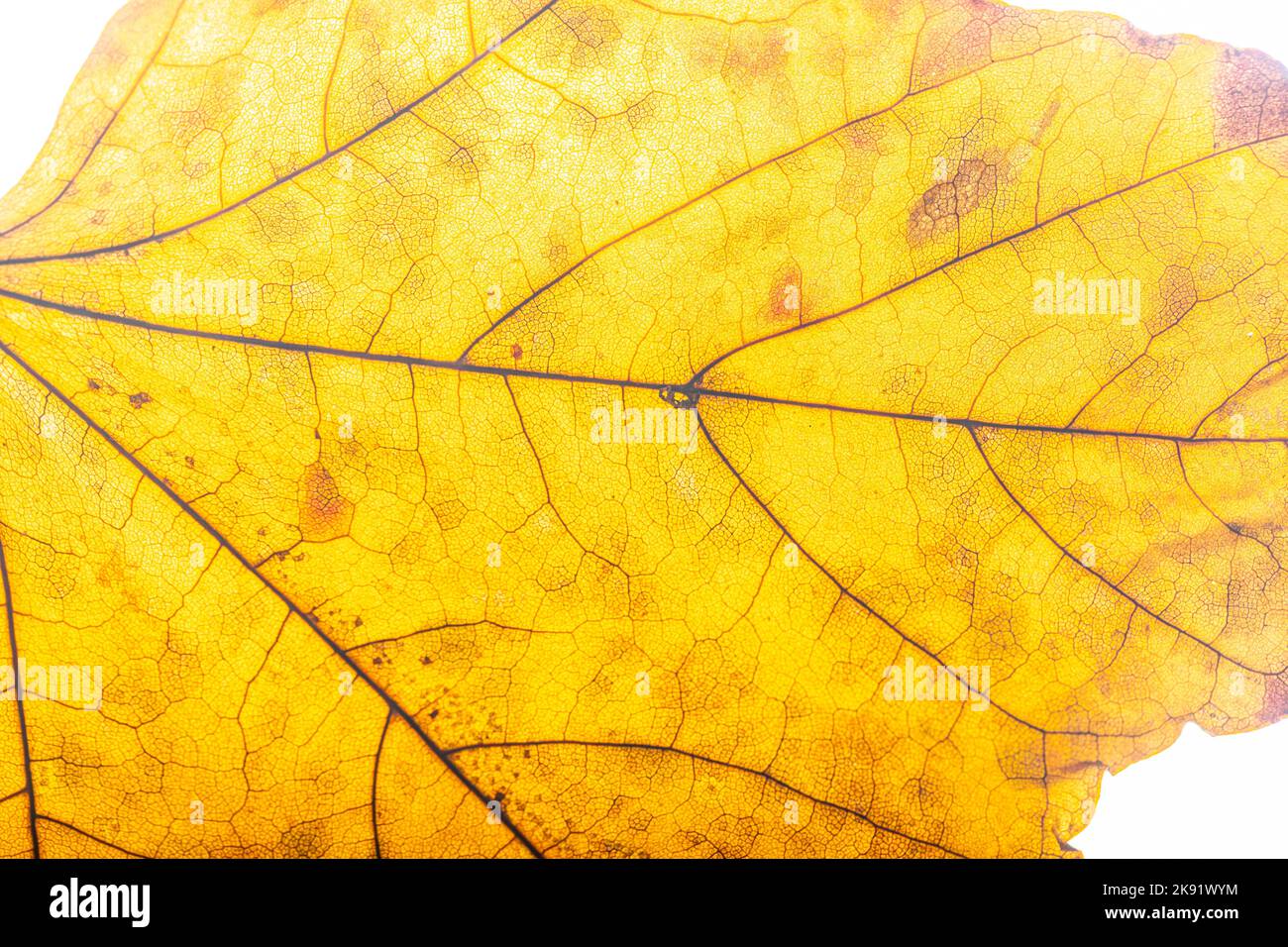 Details of a maple leave, Macro maple leaf Stock Photo - Alamy