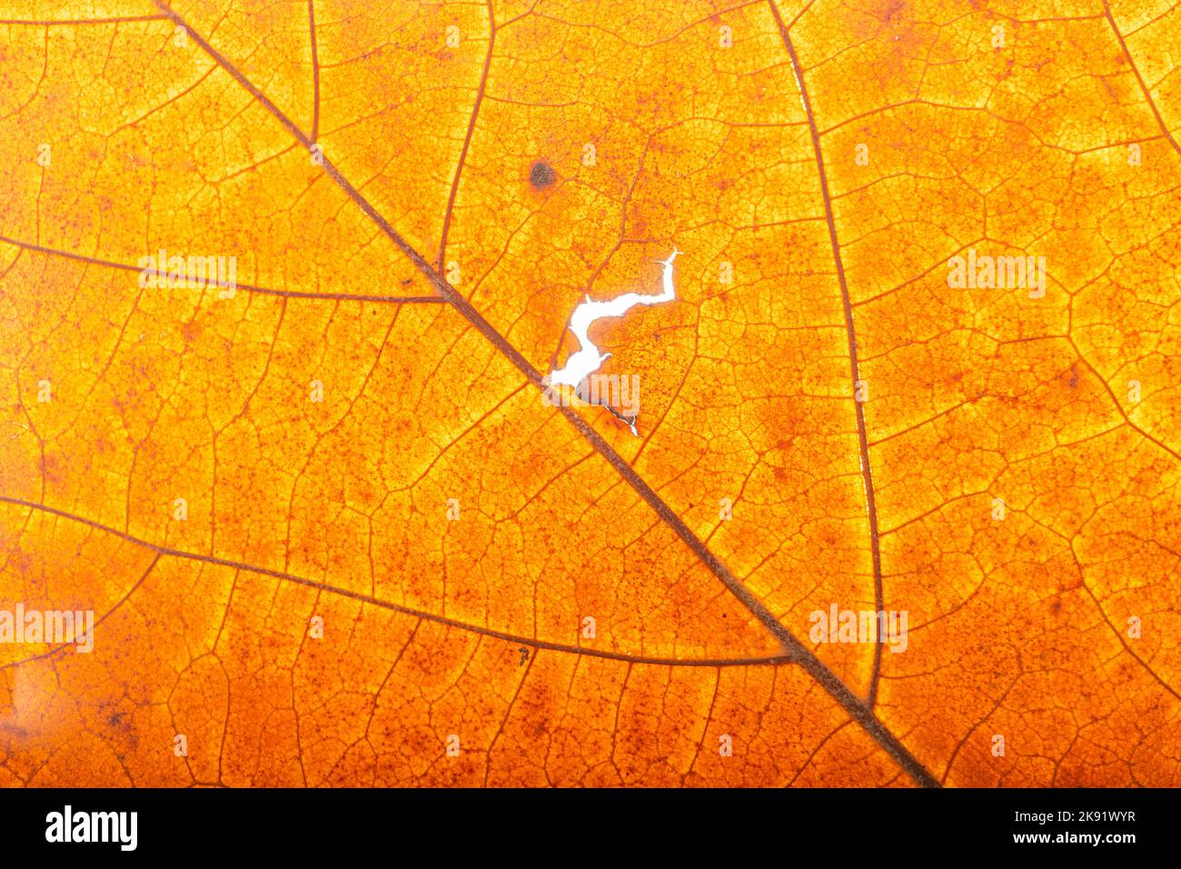 Details of a maple leave, Macro maple leaf Stock Photo - Alamy
