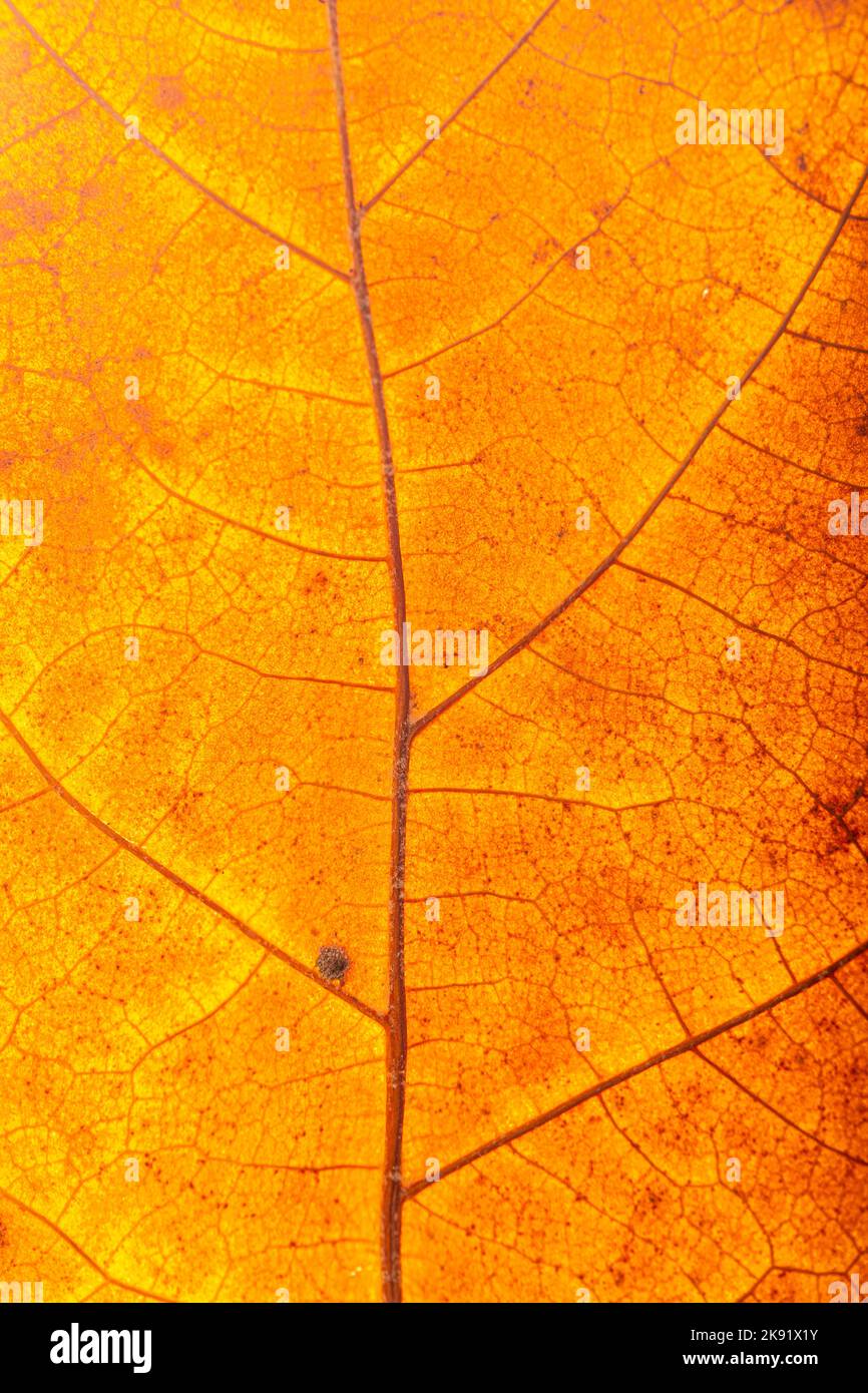 Details of a maple leave, Macro maple leaf Stock Photo - Alamy