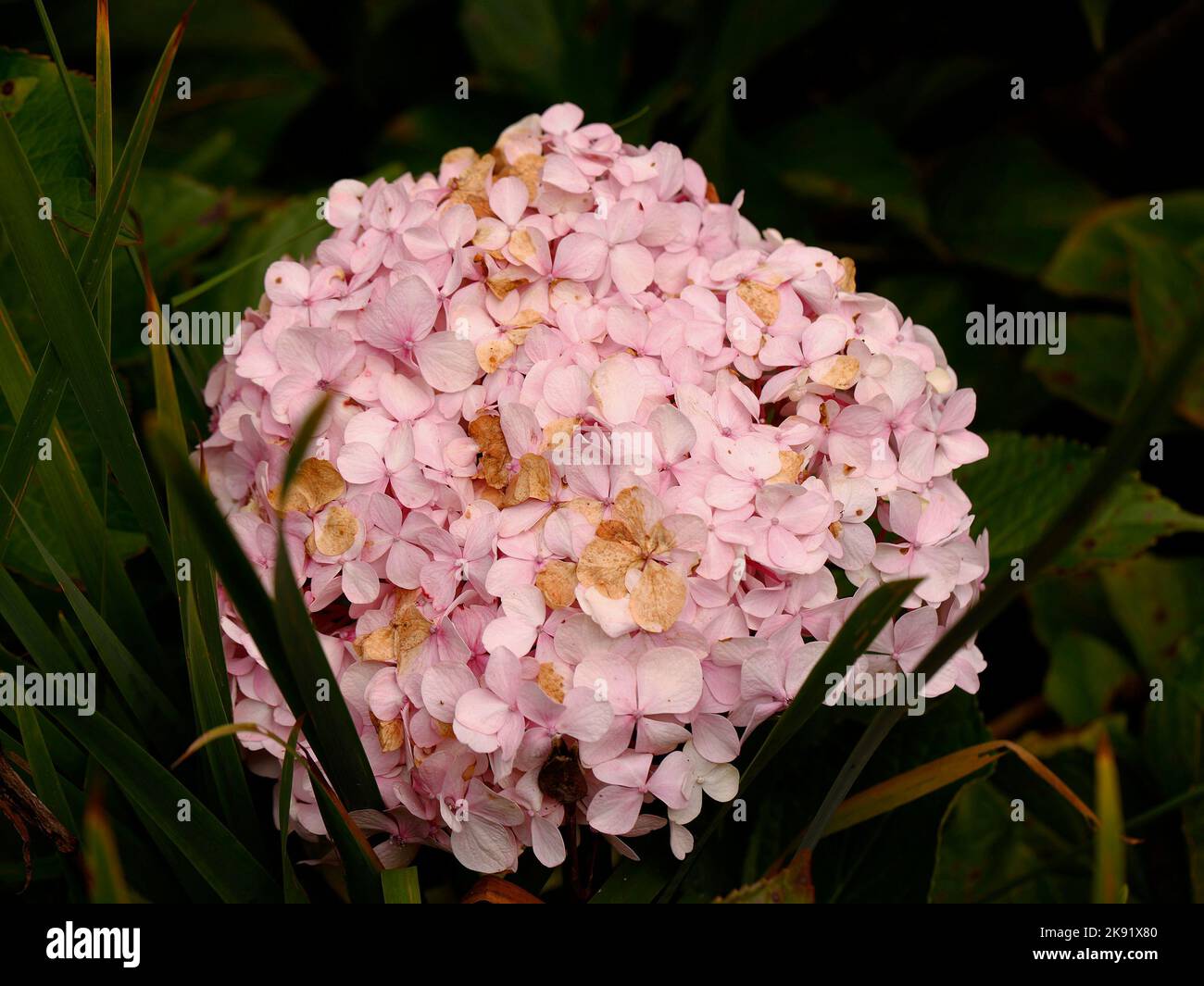 Close up of pink mophead flower of the deciduous perennial garden plant ...