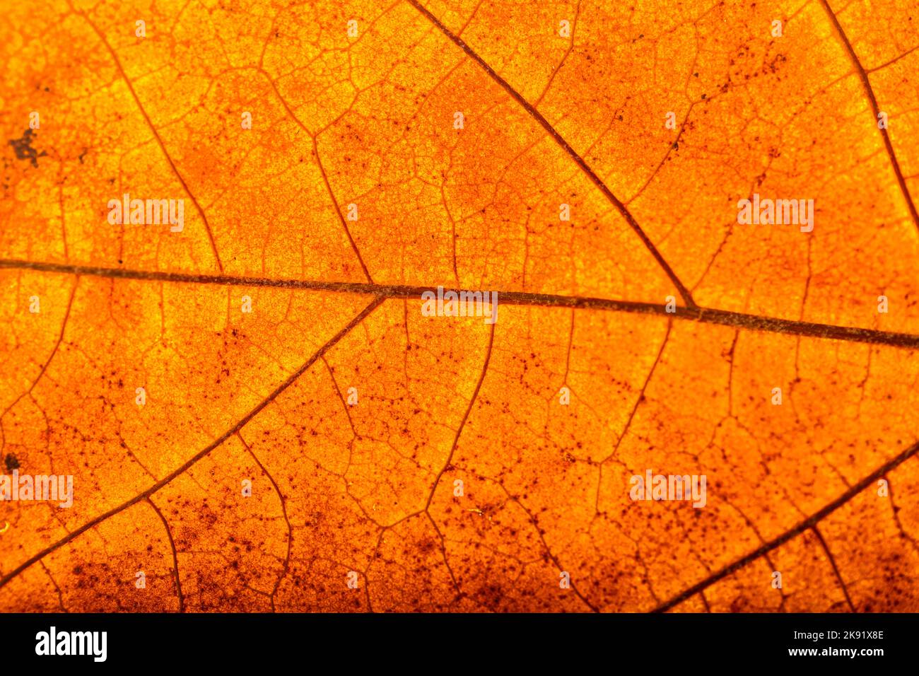 Details of a maple leave, Macro maple leaf Stock Photo - Alamy