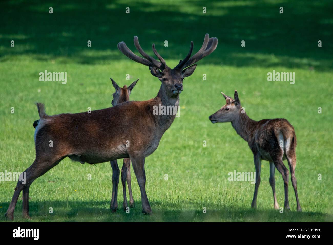 A Barbary stag with baby on sunny grassland Stock Photo - Alamy