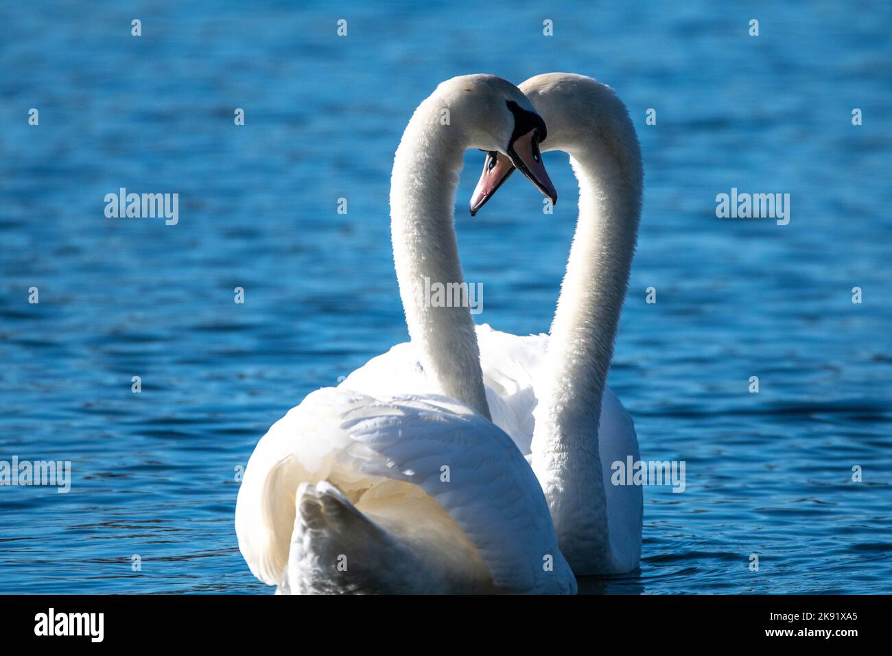 Two mute swans hugging in the blue water Stock Photo - Alamy