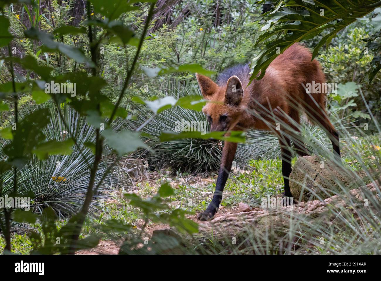 Chrysocyon brachyurus largest canid in south america Stock Photo - Alamy