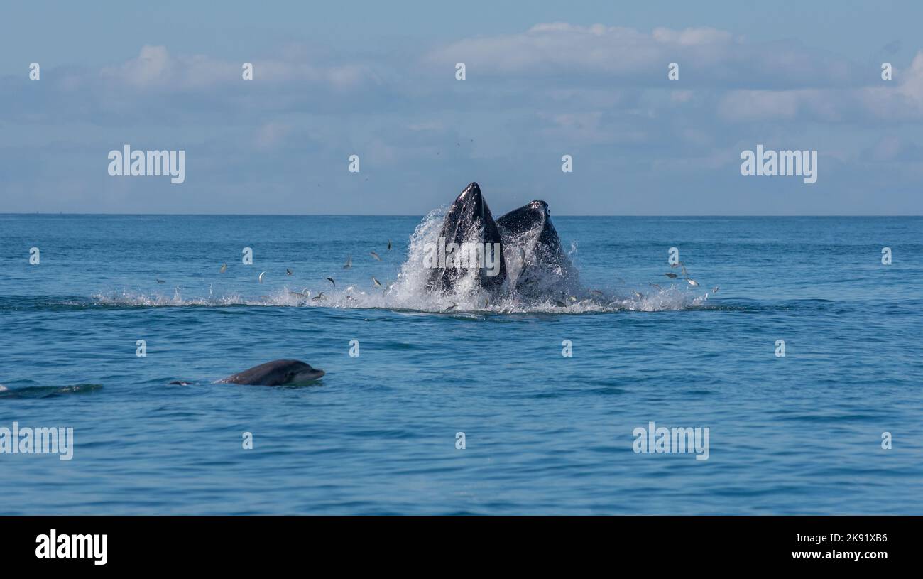 A jumping humpback whale over water and a dolphin Stock Photo - Alamy