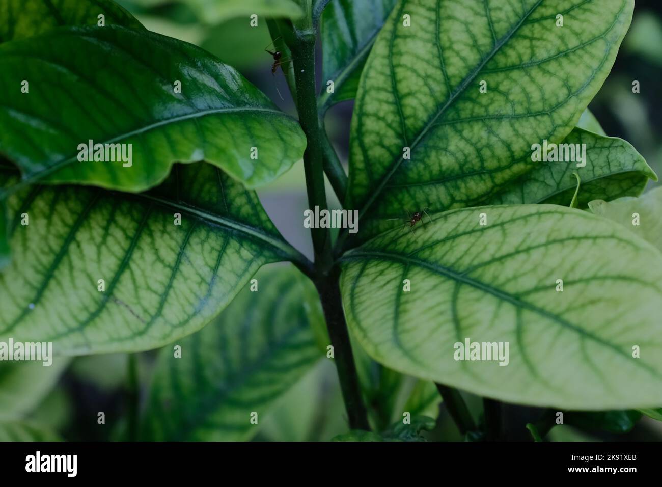 A closeup of perfect green plant leaves with ideal shape Stock Photo ...