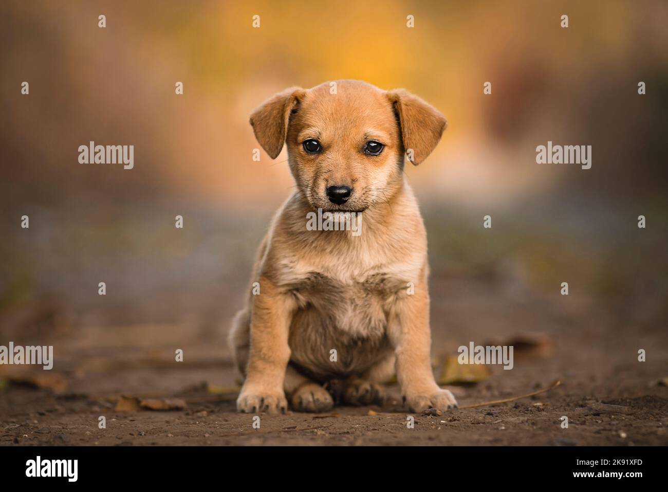 Beautiful happy reddish orange havanese Portrait cute puppy dog is ...