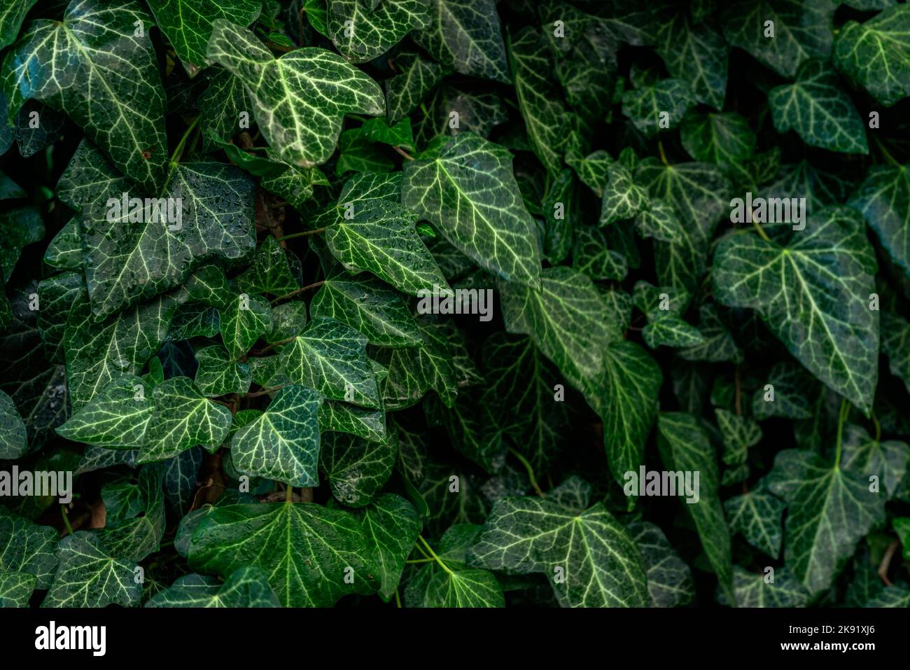 background of lush green ivy leaves Green ivy leaves with white veins ...