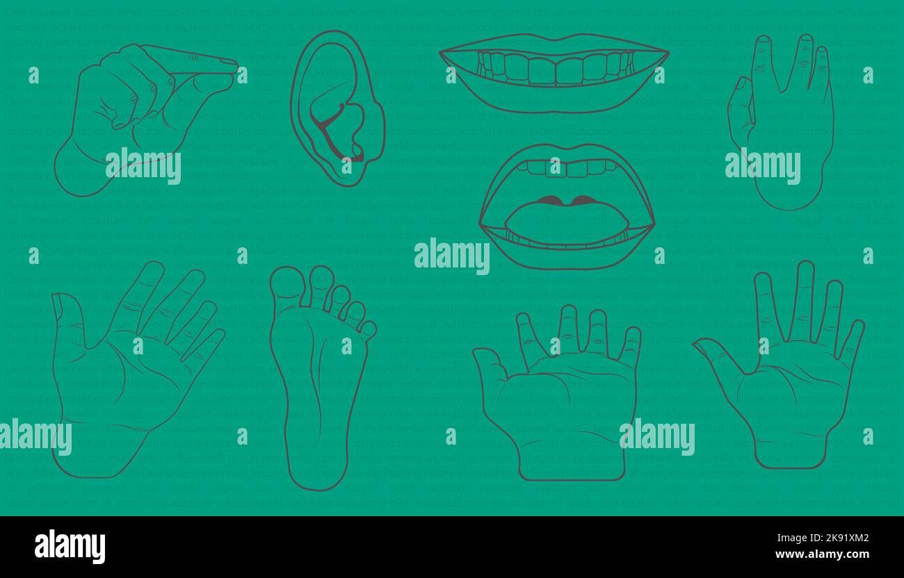 A vector of a set of human body parts against a green background Stock ...