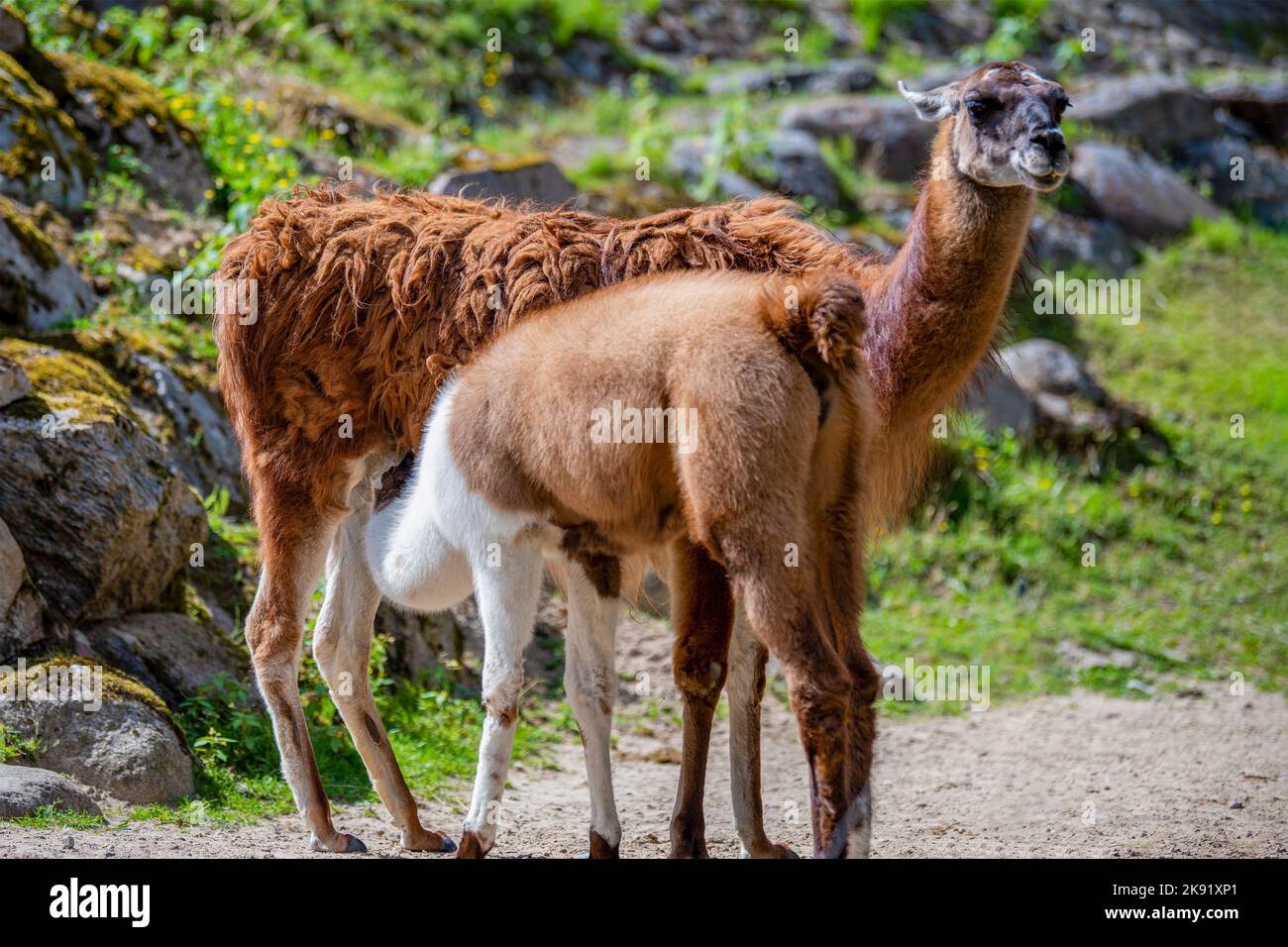 Little llama drinks mother's milk. Llama cub drinks milk, yellow llama ...