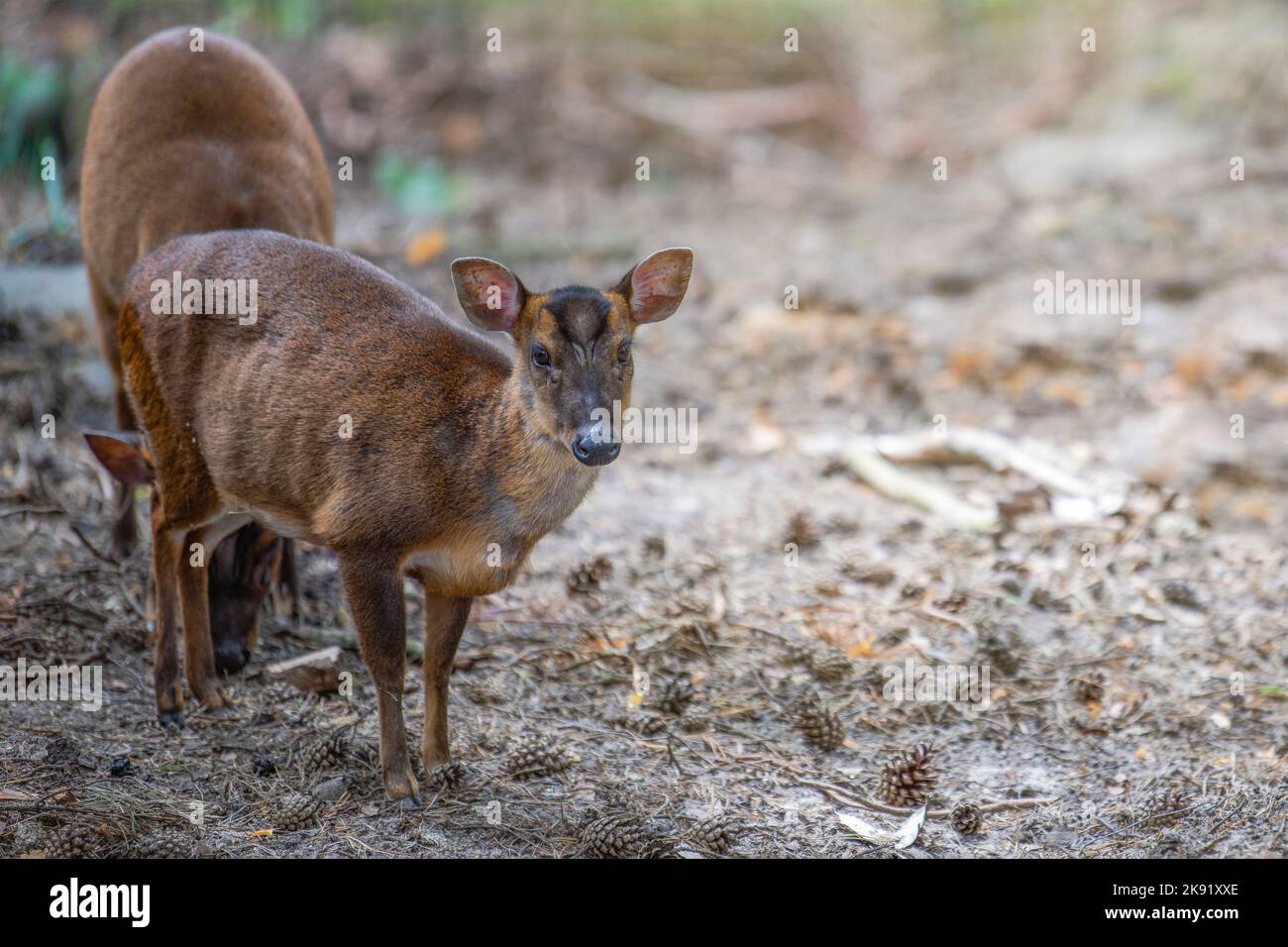 Sumatran Muntjac