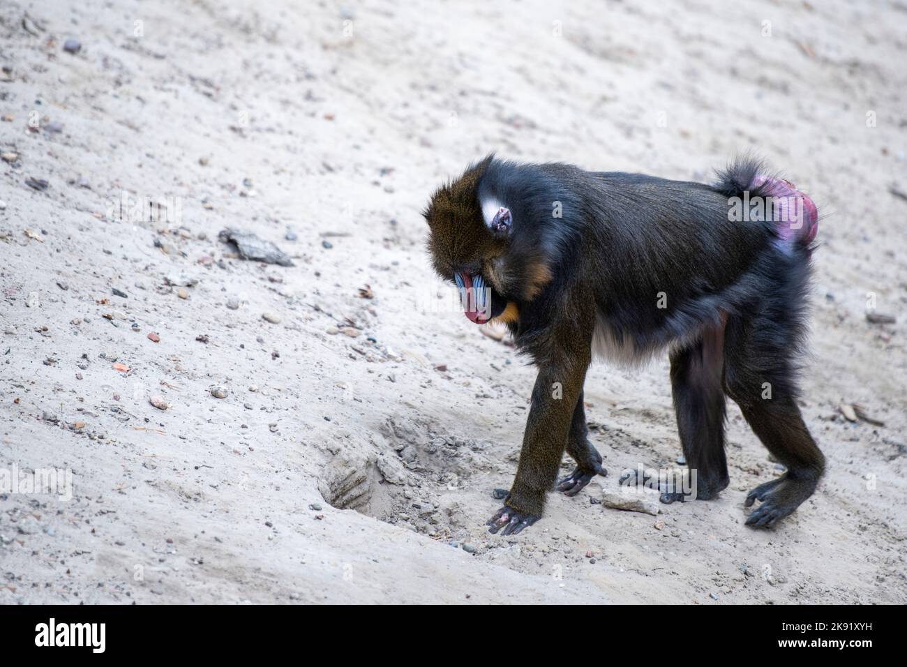 Mandrill walks on the sand, monkey walks on the sand side view Stock ...