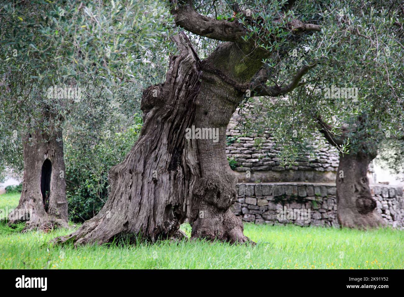Giant olive tree on olive production farm , Puglia, Italy Stock Photo - Alamy