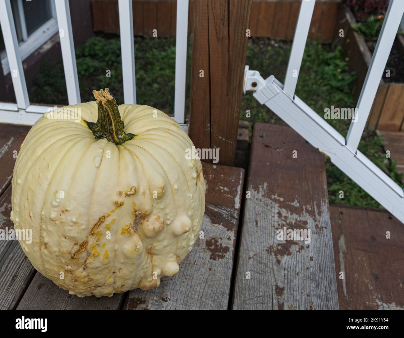 The not best side of a white bumpy pumpkin. Imperfections showing. With ...