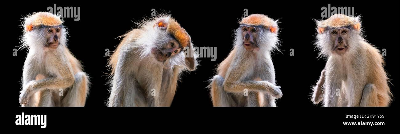 Portrait of a monkey on a black background. Common patas monkey ...