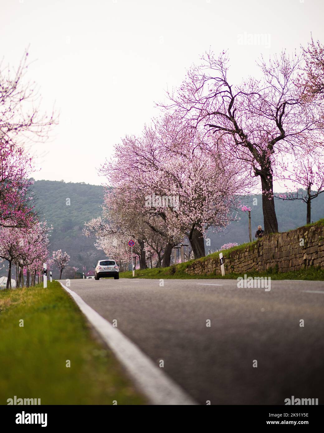 A back view of a car on asphalt road with pink almond blossoms on both ...