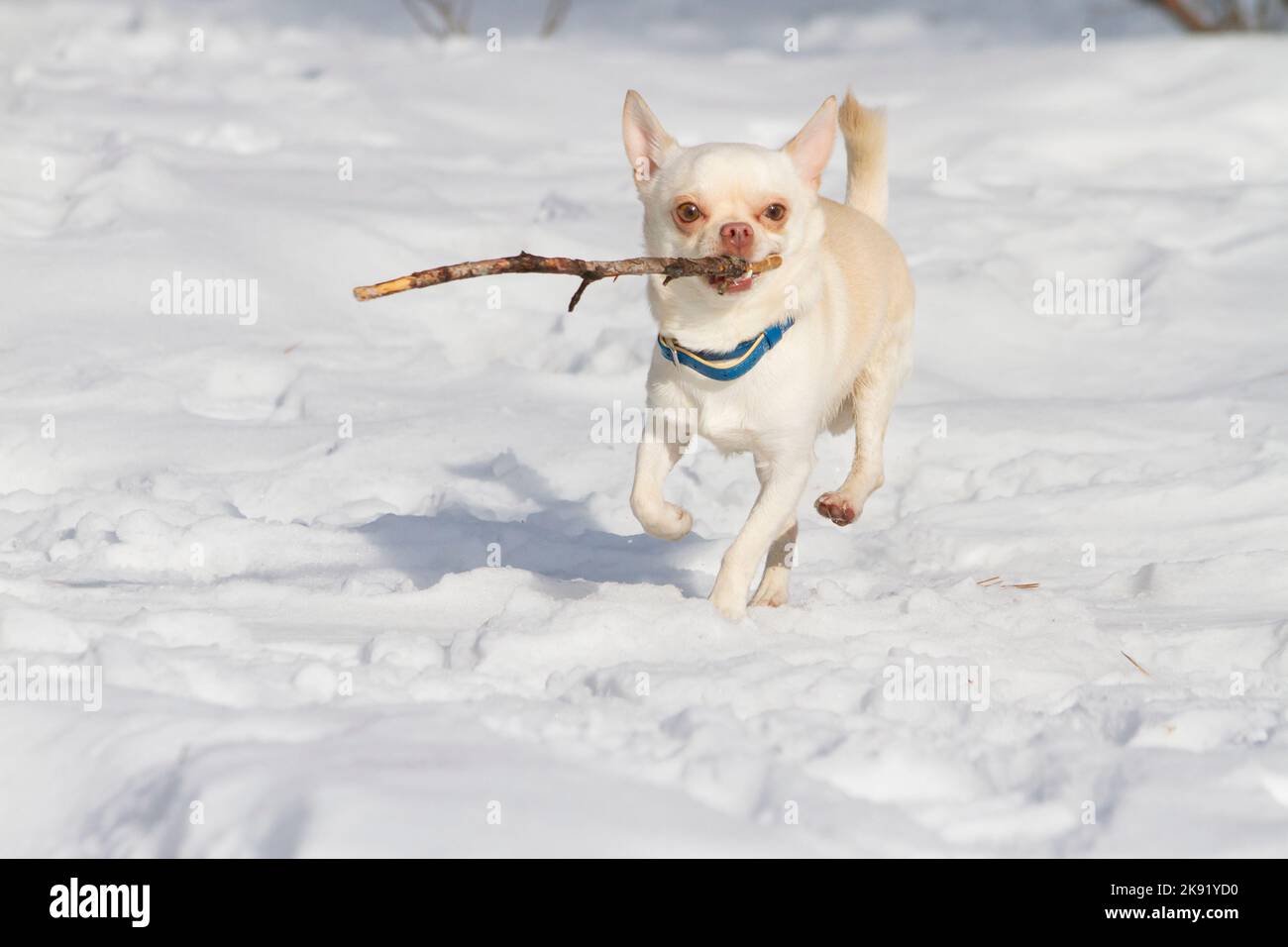 Funny chihuahua hi-res stock photography and images - Alamy Funny chihuahua hi-res stock photography and images - Alamy