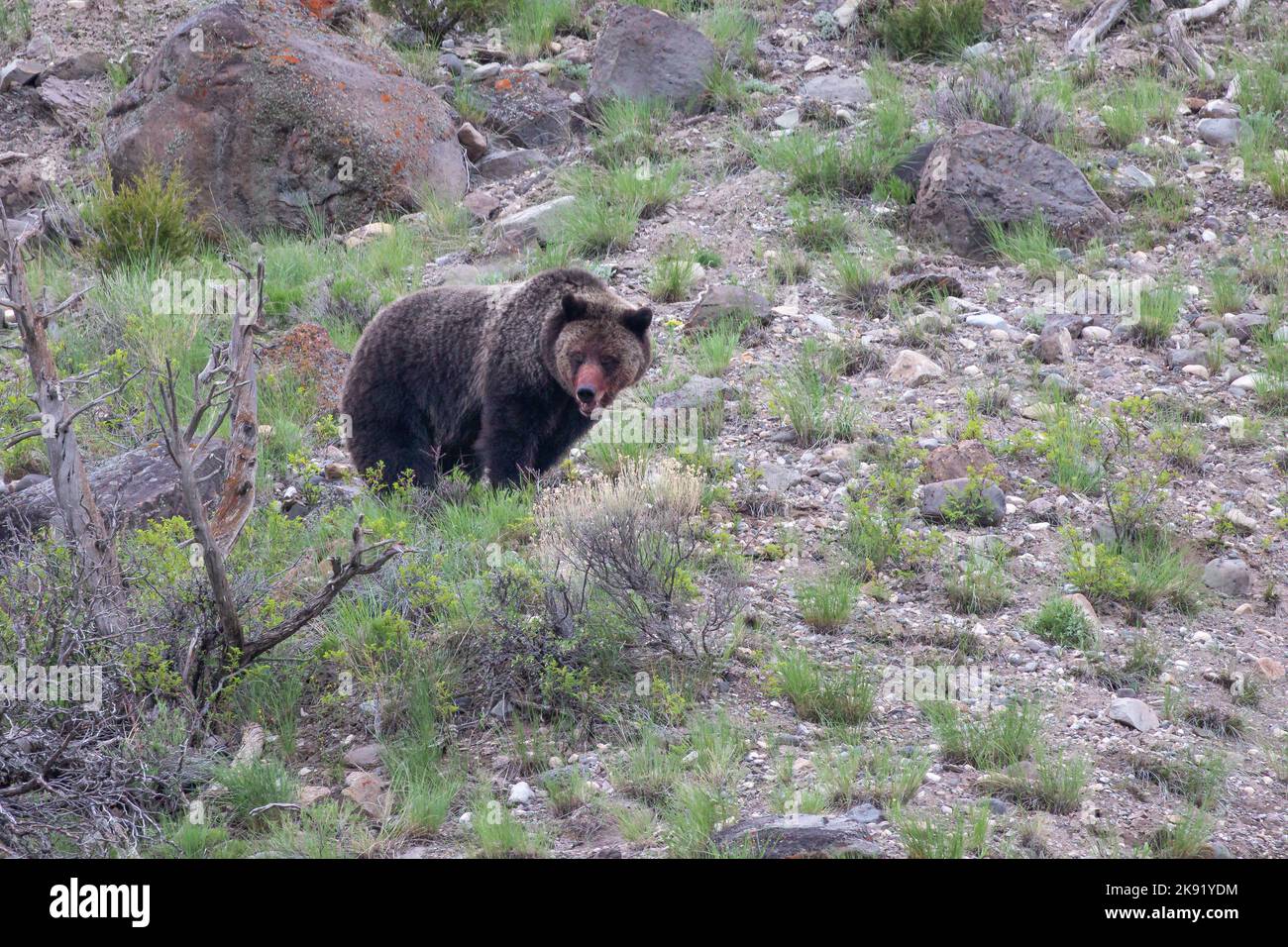 A grizzly bear in open ground outdoors Stock Photo - Alamy