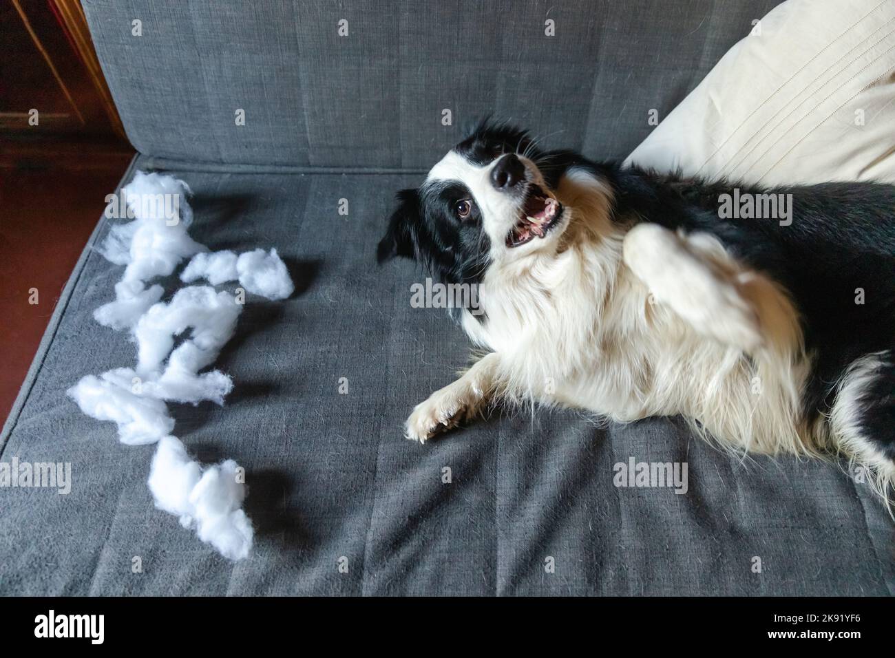 Naughty playful puppy dog border collie after mischief biting pillow ...
