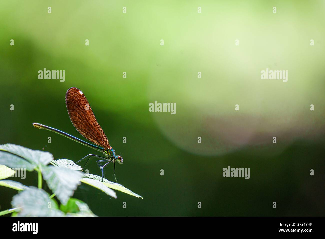 Mnais costalis hi-res stock photography and images - Alamy