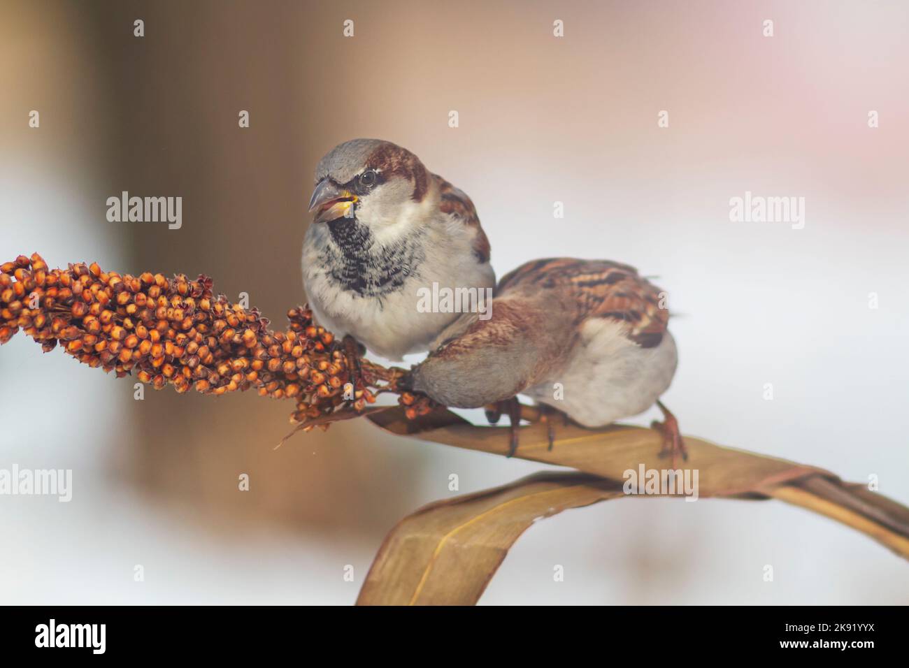 Eurasian tree sparrow eat hi-res stock photography and images - Alamy