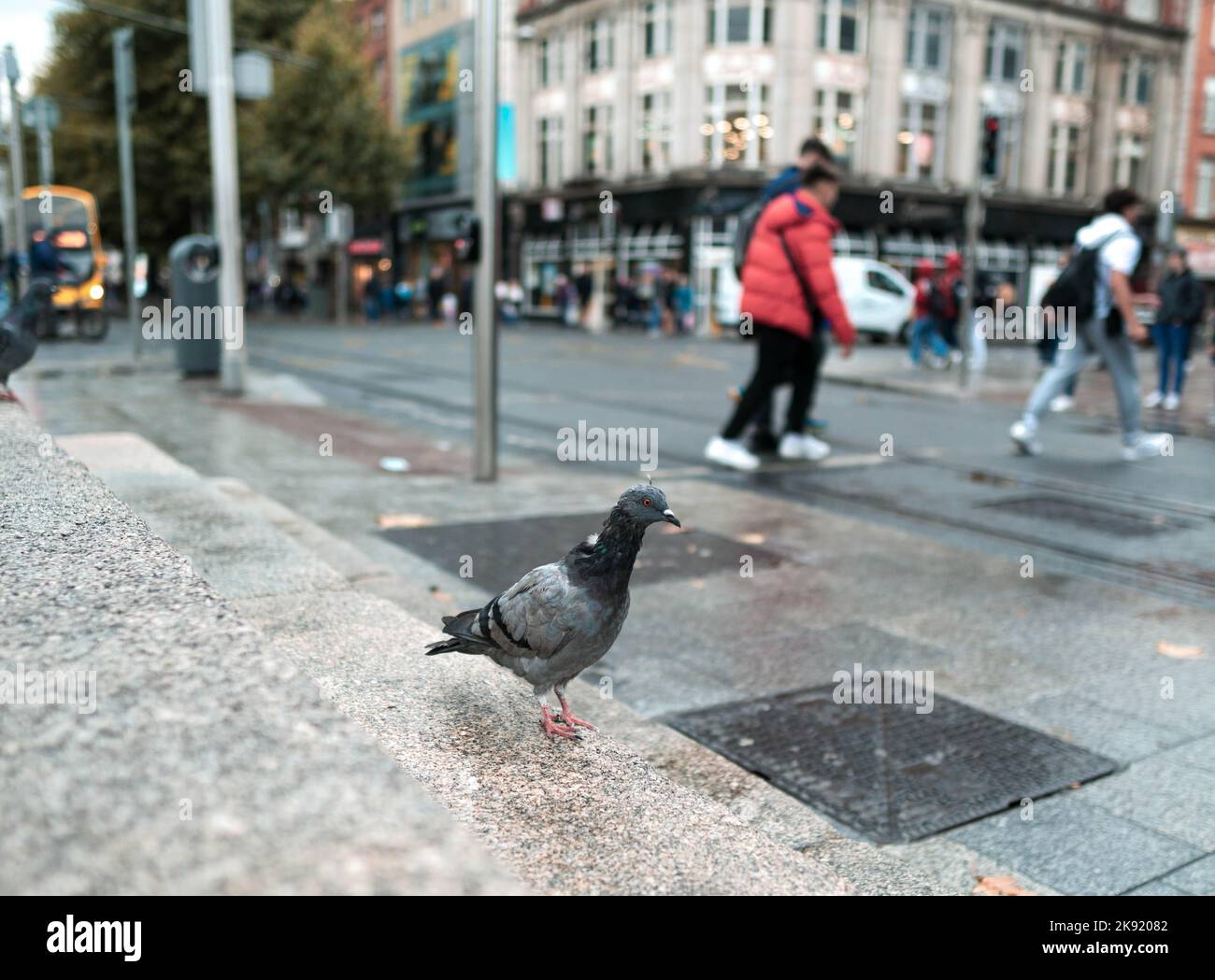 Wet pigeon in the city of Dublin Ireland. Close up shots from the ...