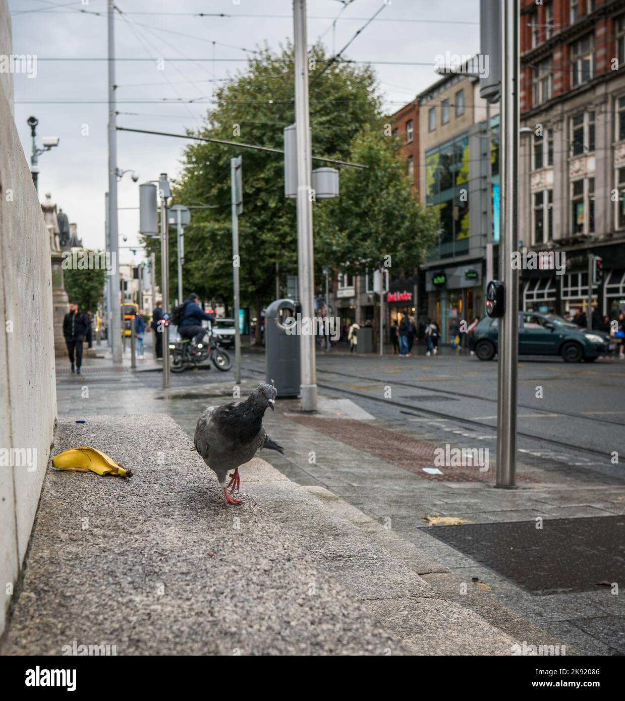 Wet pigeon in the city of Dublin Ireland. Close up shots from the ...