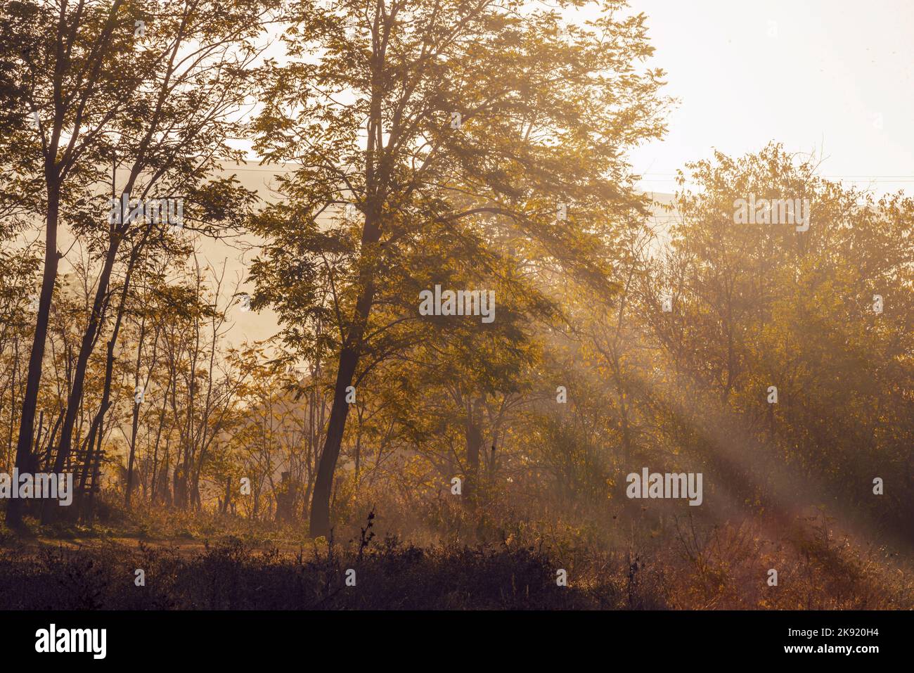 Early morning landscape. sun rays piercing through the trees on forest ...