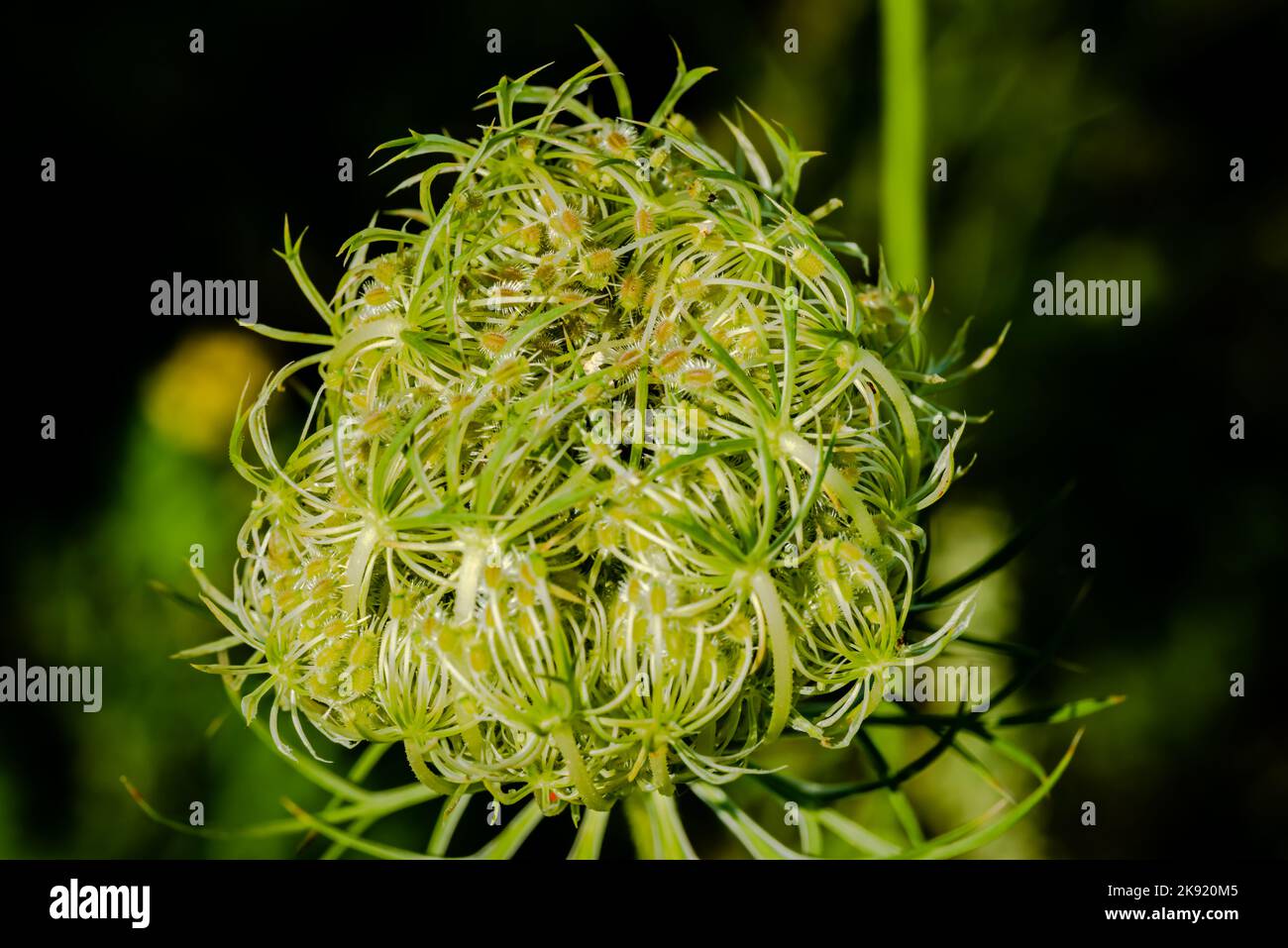 Insects wild carrot flower hi-res stock photography and images - Alamy