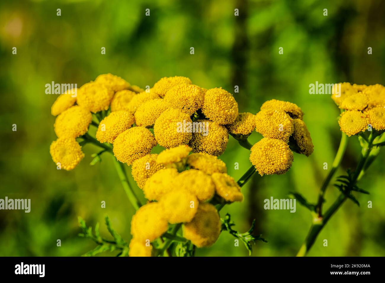 Tansy is a perennial, herbaceous flowering plant in the genus Tanacetum ...