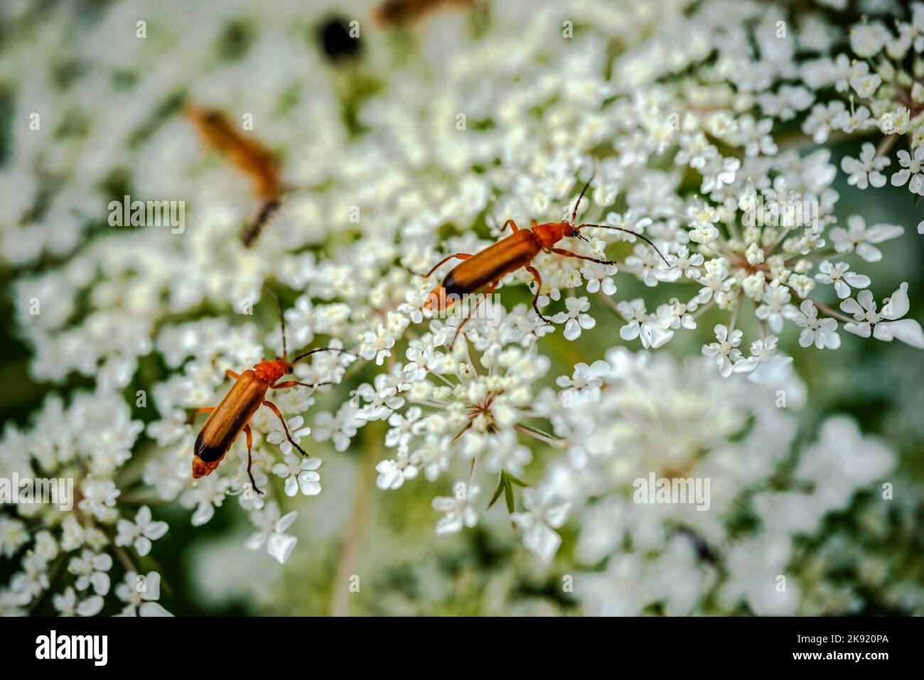 Wild carrot flower, whose common names include wild carrot, European ...