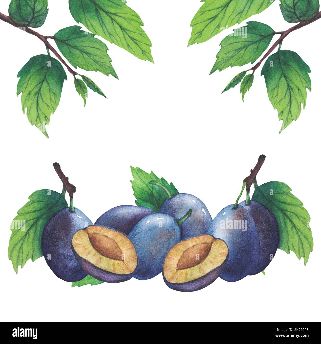 Hand drawn watercolor plum and leaves isolated on white background ...