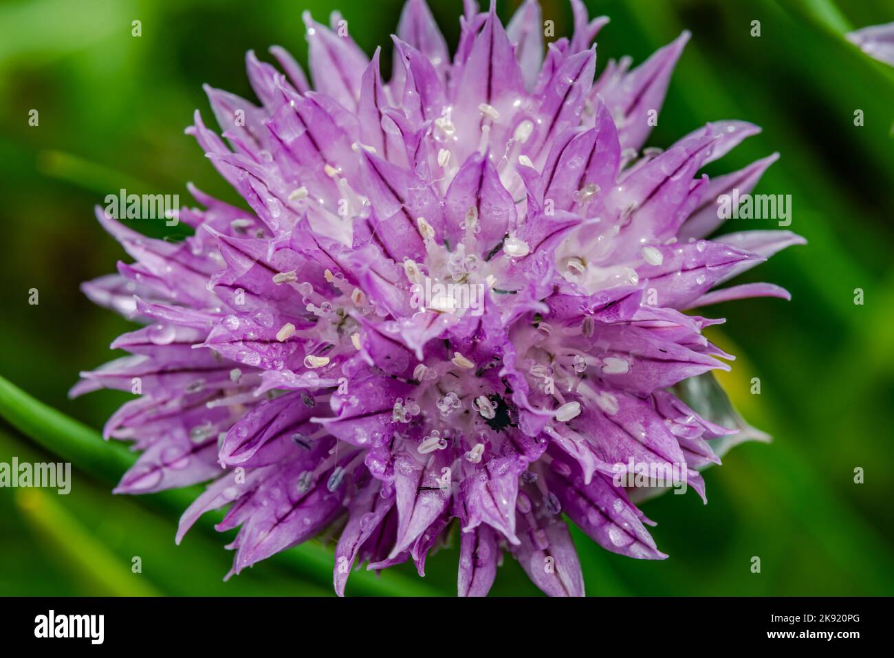 Close-up wild onion in the meadow after rain Stock Photo - Alamy