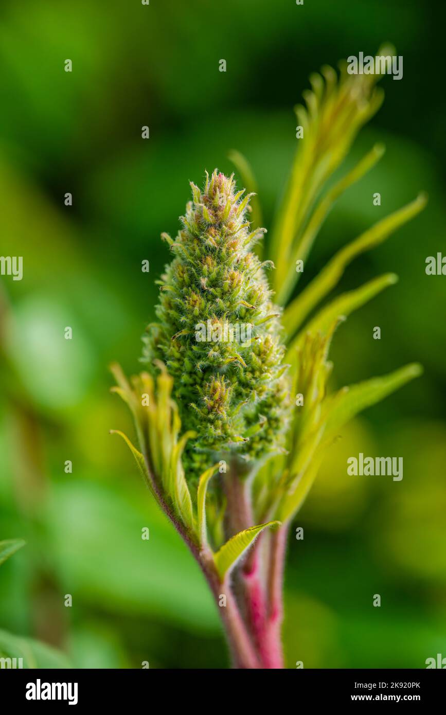 Sumac tree hi-res stock photography and images - Alamy