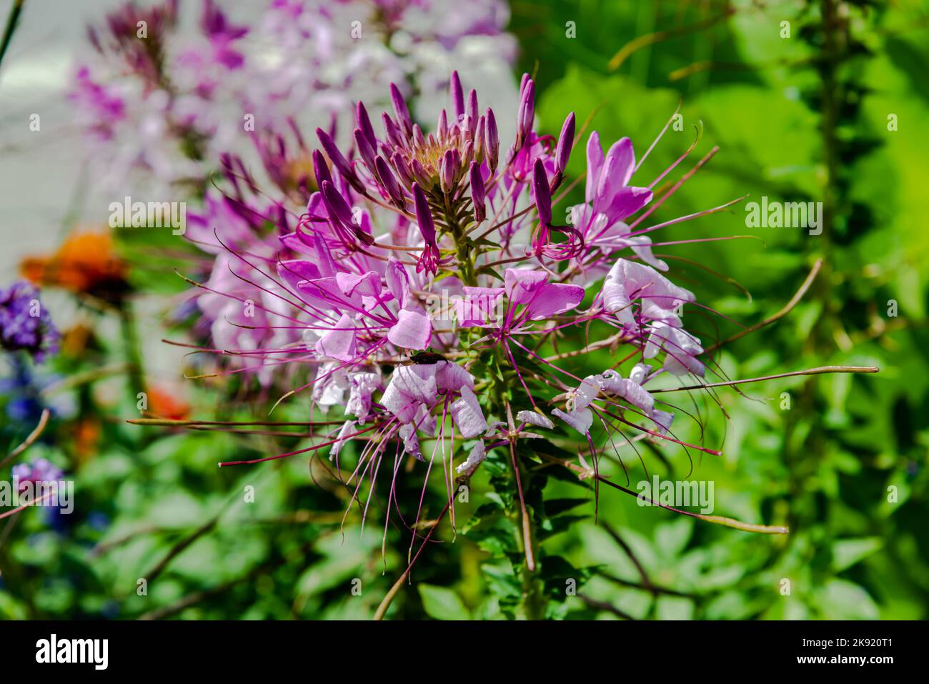 Cleome is a genus of flowering plants in the family Cleomaceae ...