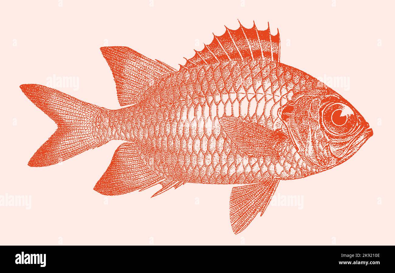 Blacktip soldierfish myripristis botche Stock Vector Images - Alamy
