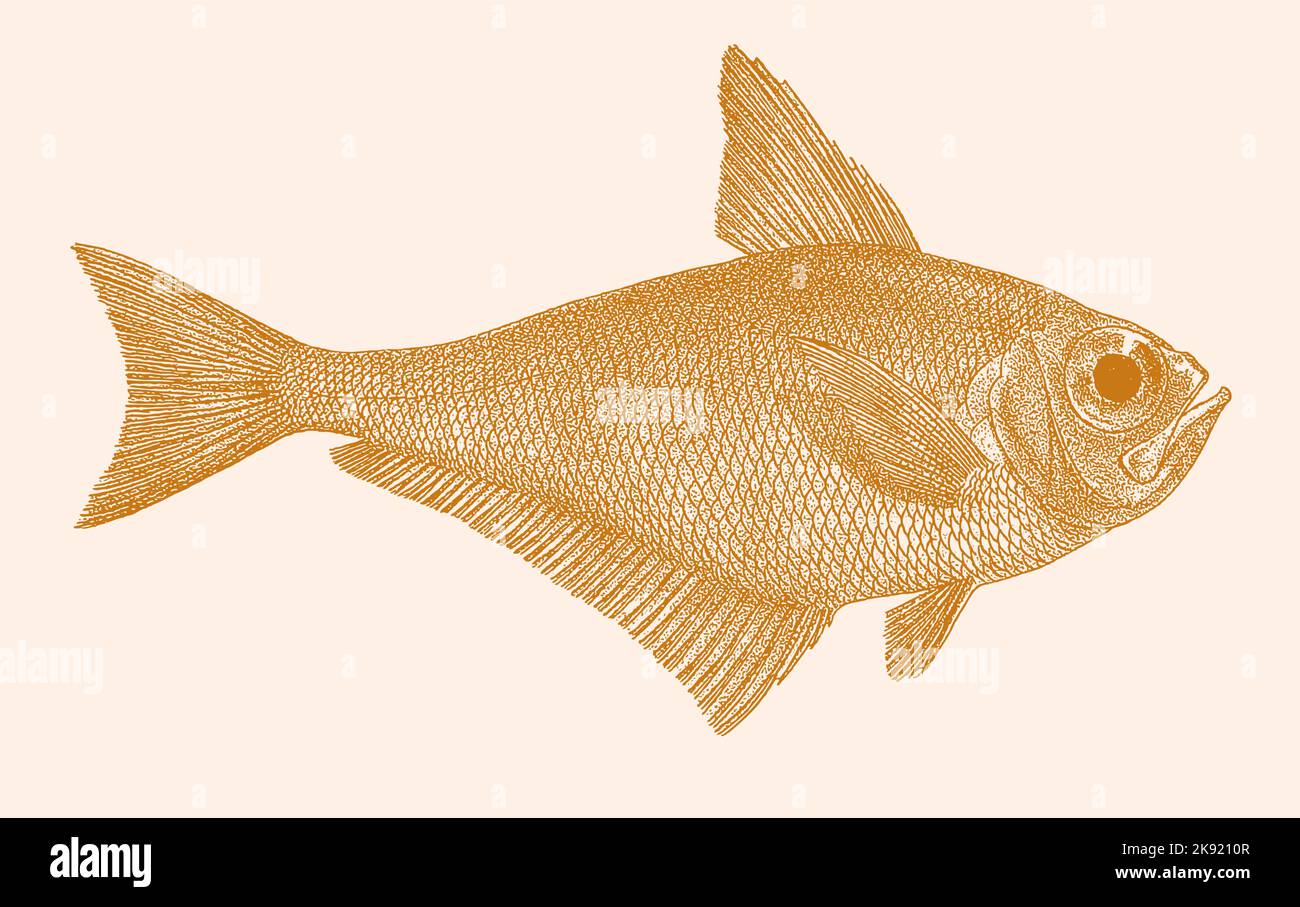 Indian sweeper pempheris mangula, tropical marine fish in side view ...