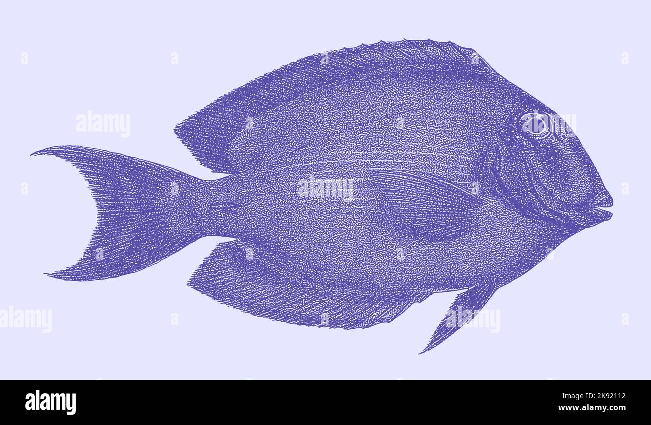 Kole tang Stock Vector Images - Alamy