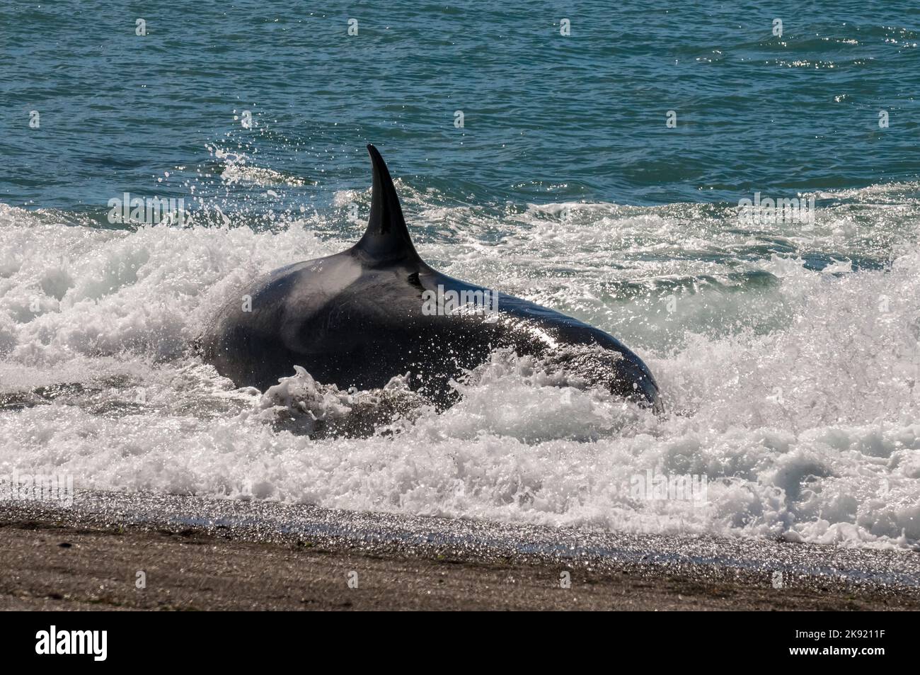 Killer whale hunting sea lions,Peninsula Valdes, Unesco World Heritage ...