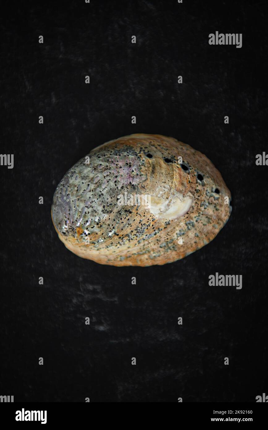 Paua unpolished shell on dark background. Close up. Paua is Maori for ...