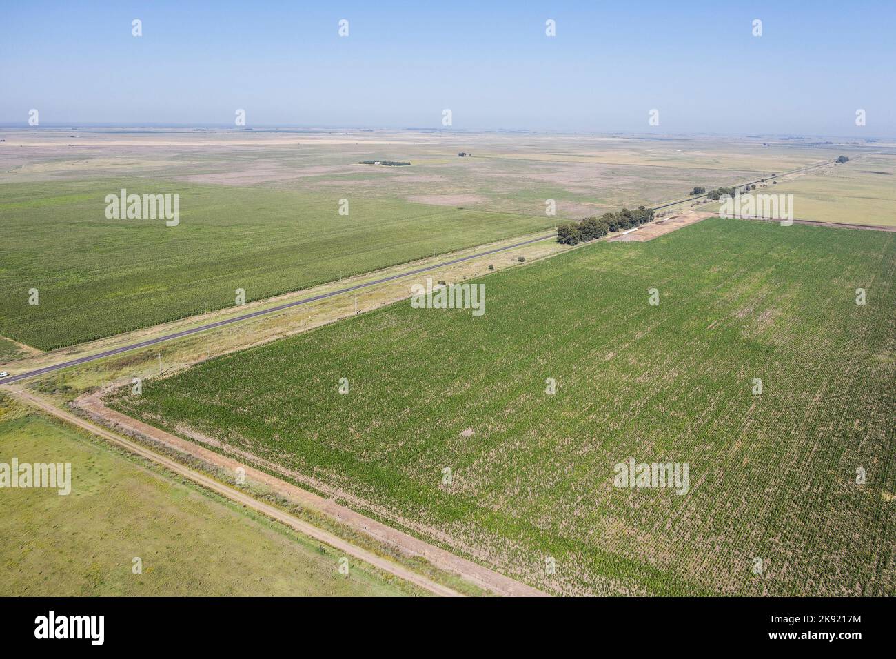 Pampas Argentina Wheat Hi Res Stock Photography And Images Alamy