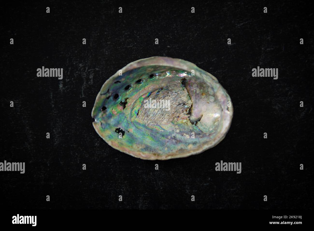 Paua unpolished shell on dark background. Close up. Paua is Maori for ...