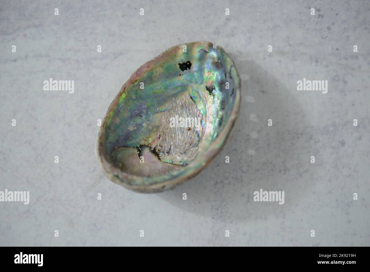 Paua unpolished shell on concrete background. Close up with shadow. Paua is Maori for abalone ...