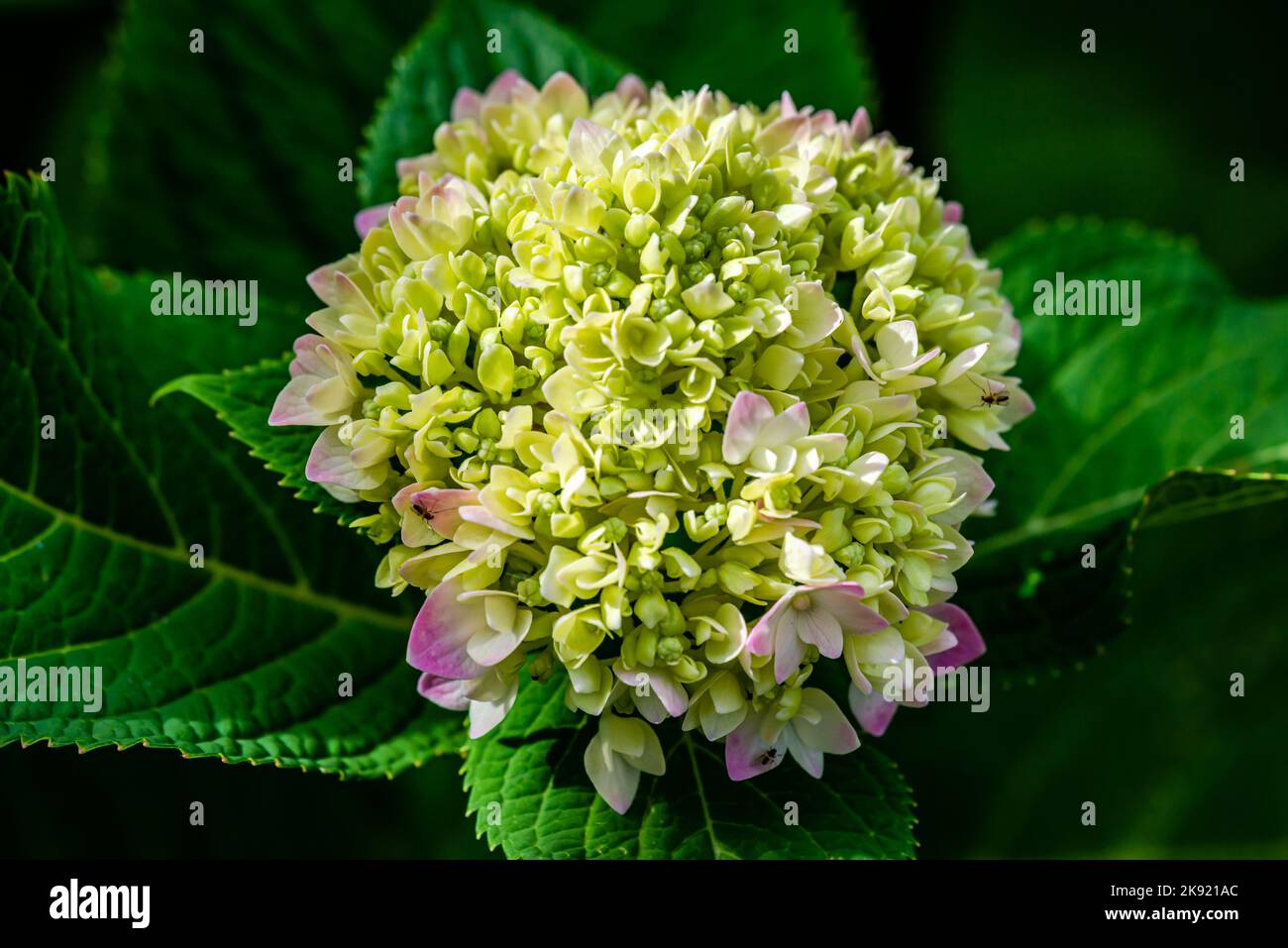 Spring summer flower hydrangea hi-res stock photography and images - Alamy