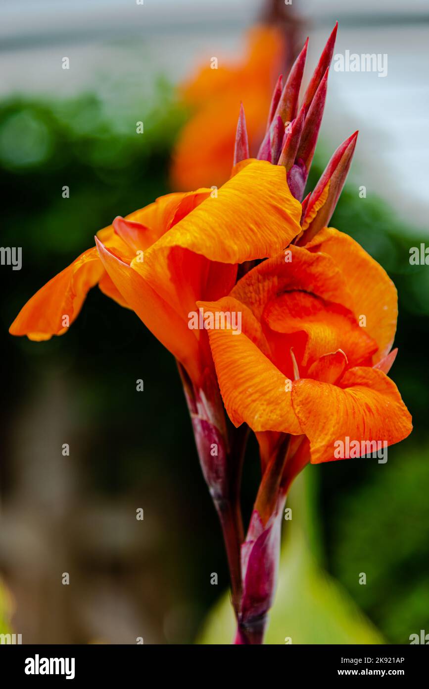 Vibrant yellow canna flower hi-res stock photography and images - Alamy