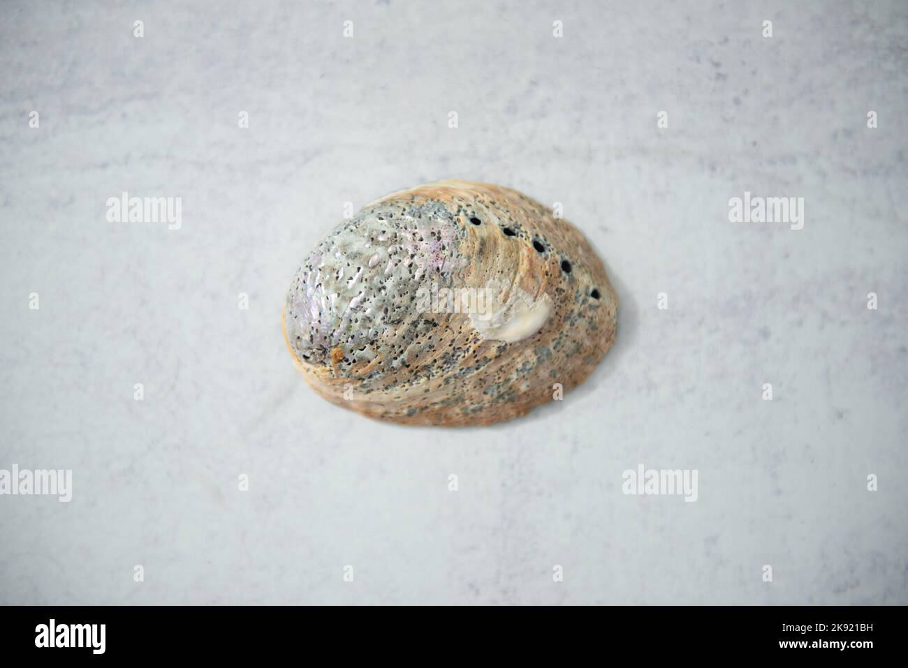 Paua unpolished shell on concrete background. Close up. Paua is Maori ...