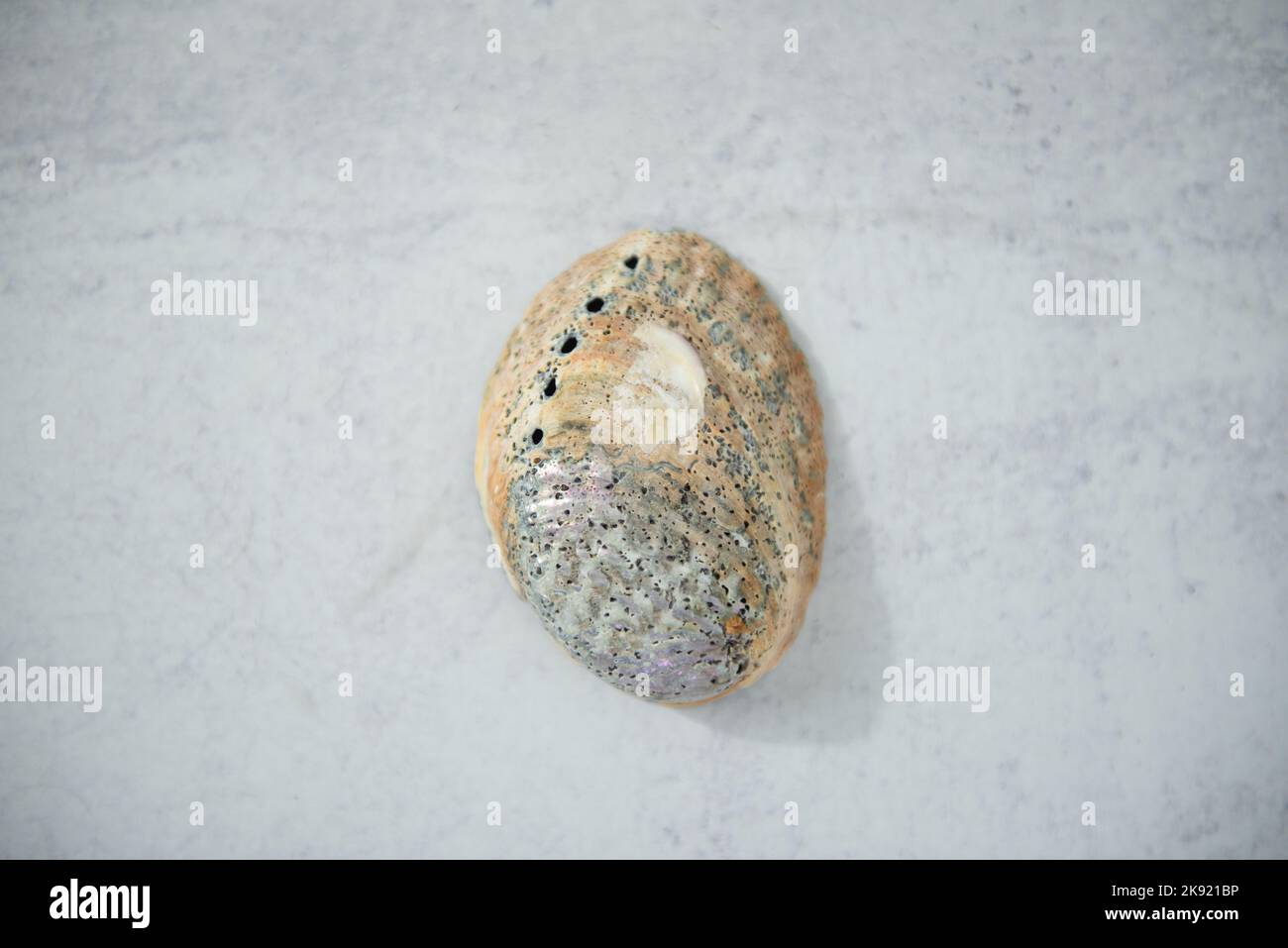 Paua unpolished shell on concrete background. Close up. Paua is Maori for abalone Stock Photo ...