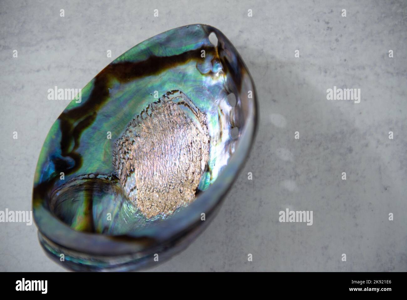 Paua polished shell on light concrete background. Close up with shadow. Paua is Maori for ...